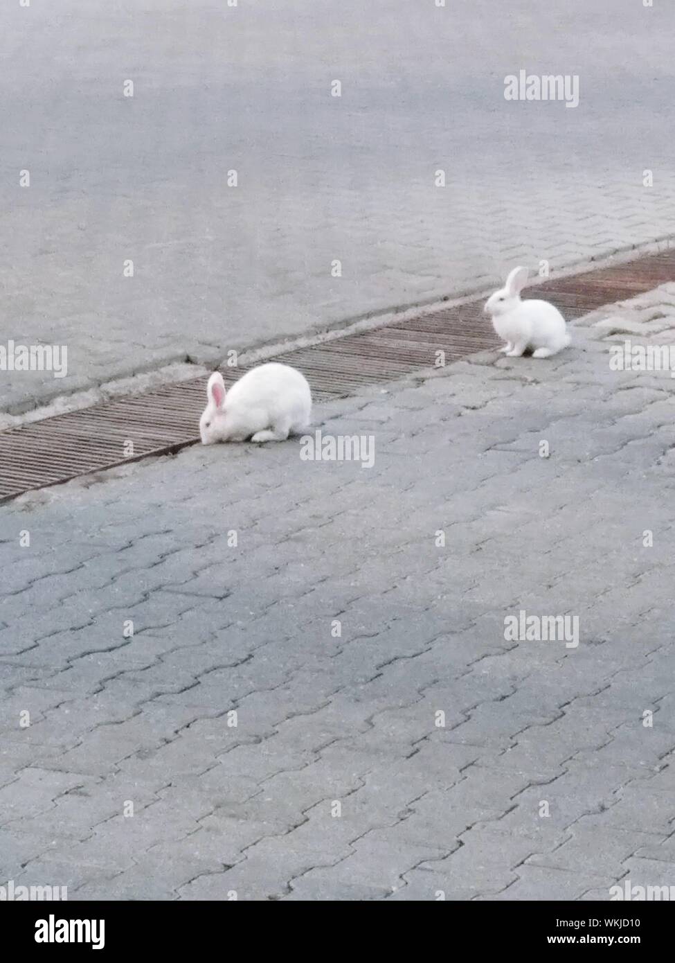 Rabbits sitting hi-res stock photography and images - Alamy