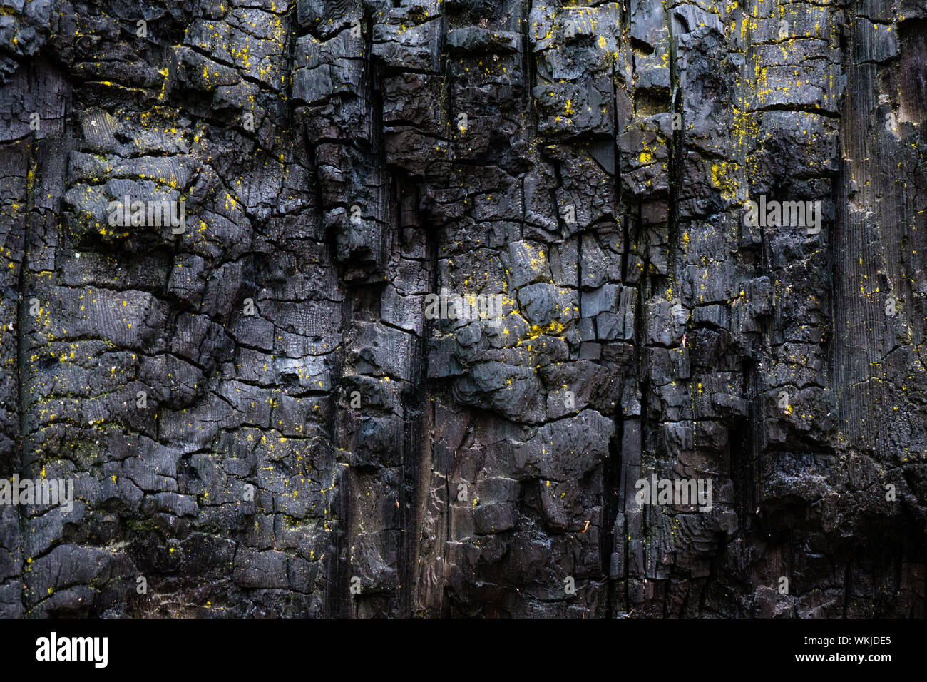 Burnt Tree High Resolution Stock Photography and Images - Alamy