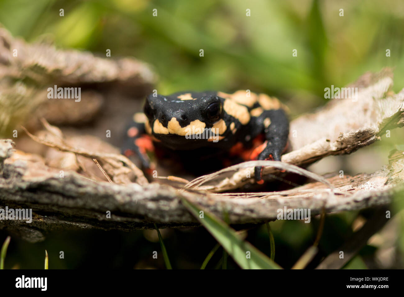 All black frog hi-res stock photography and images - Alamy