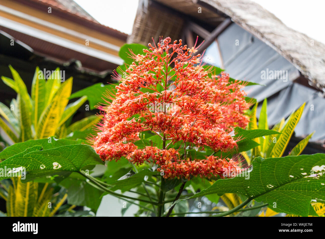 beautiful exotic tropical fower plant outside in summer outdoor Stock ...