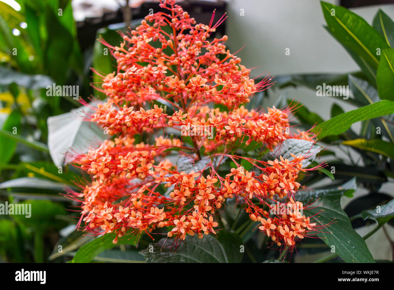beautiful exotic tropical fower plant outside in summer outdoor Stock ...