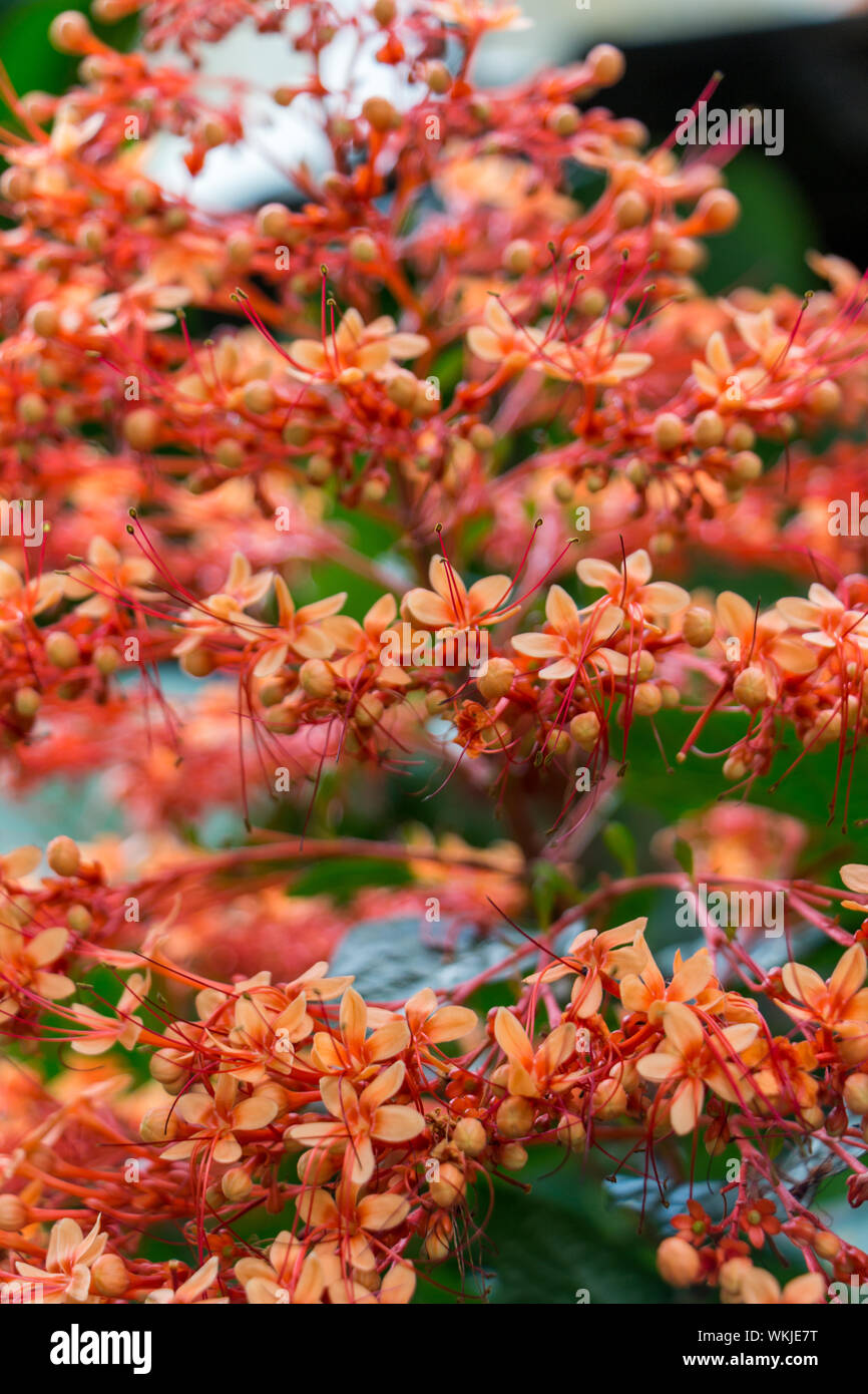 beautiful exotic tropical fower plant outside in summer outdoor Stock ...