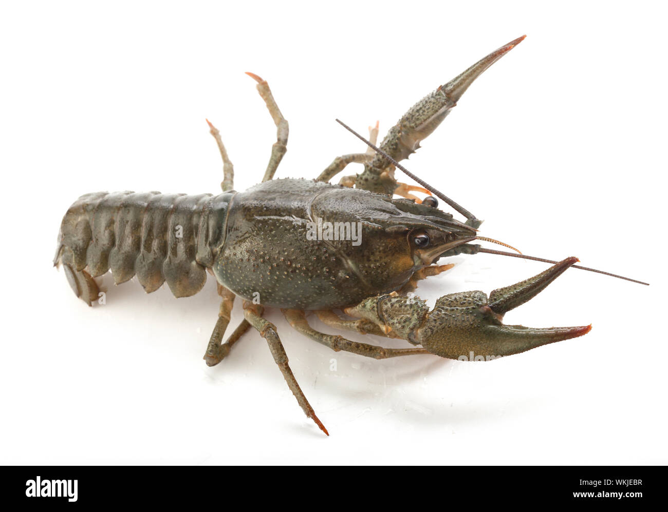 Alive isolated crawfish on the white background Stock Photo - Alamy