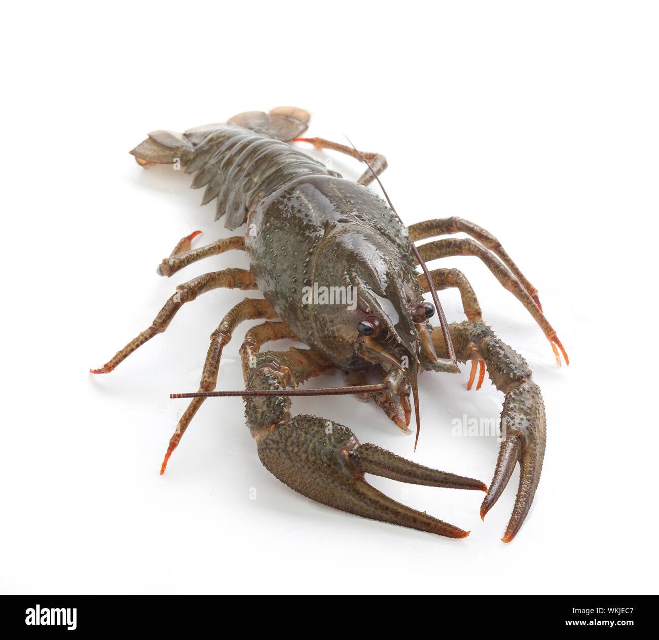 Alive isolated crawfish on the white background Stock Photo - Alamy