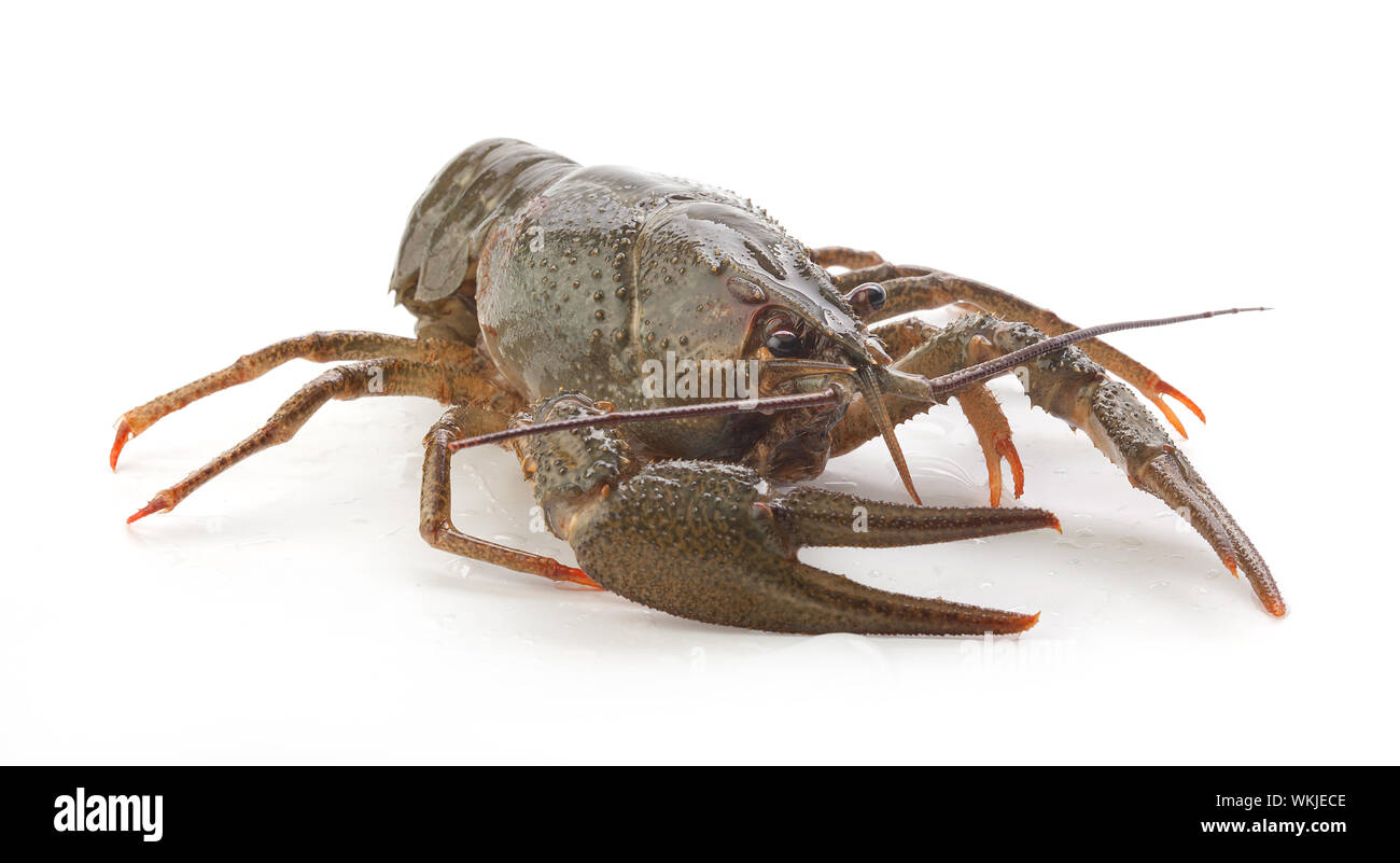 Alive isolated crawfish on the white background Stock Photo - Alamy