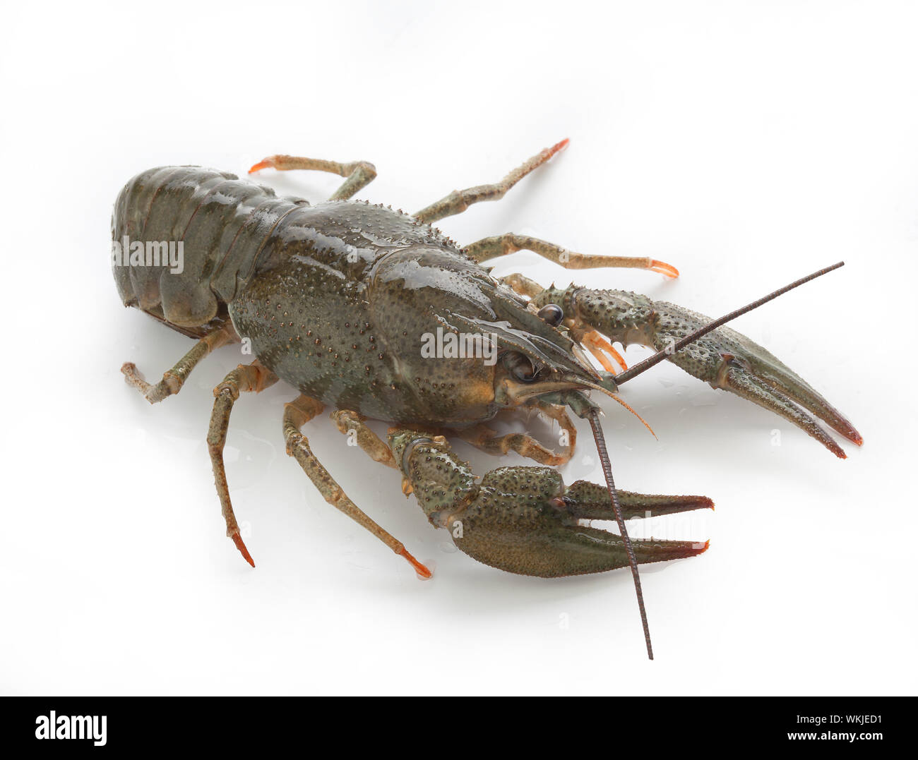 Alive isolated crawfish on the white background Stock Photo - Alamy