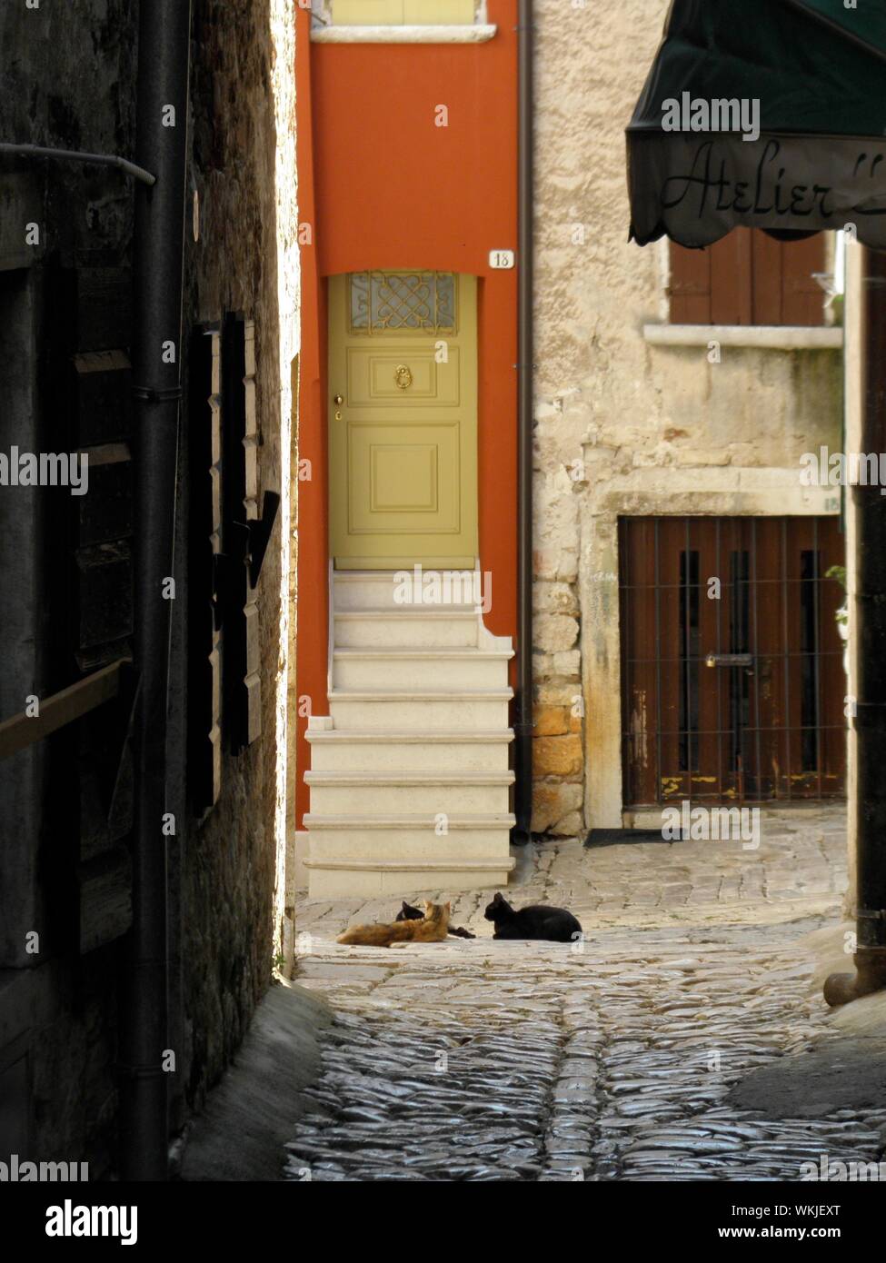 Cat alleyway hi-res stock photography and images - Alamy