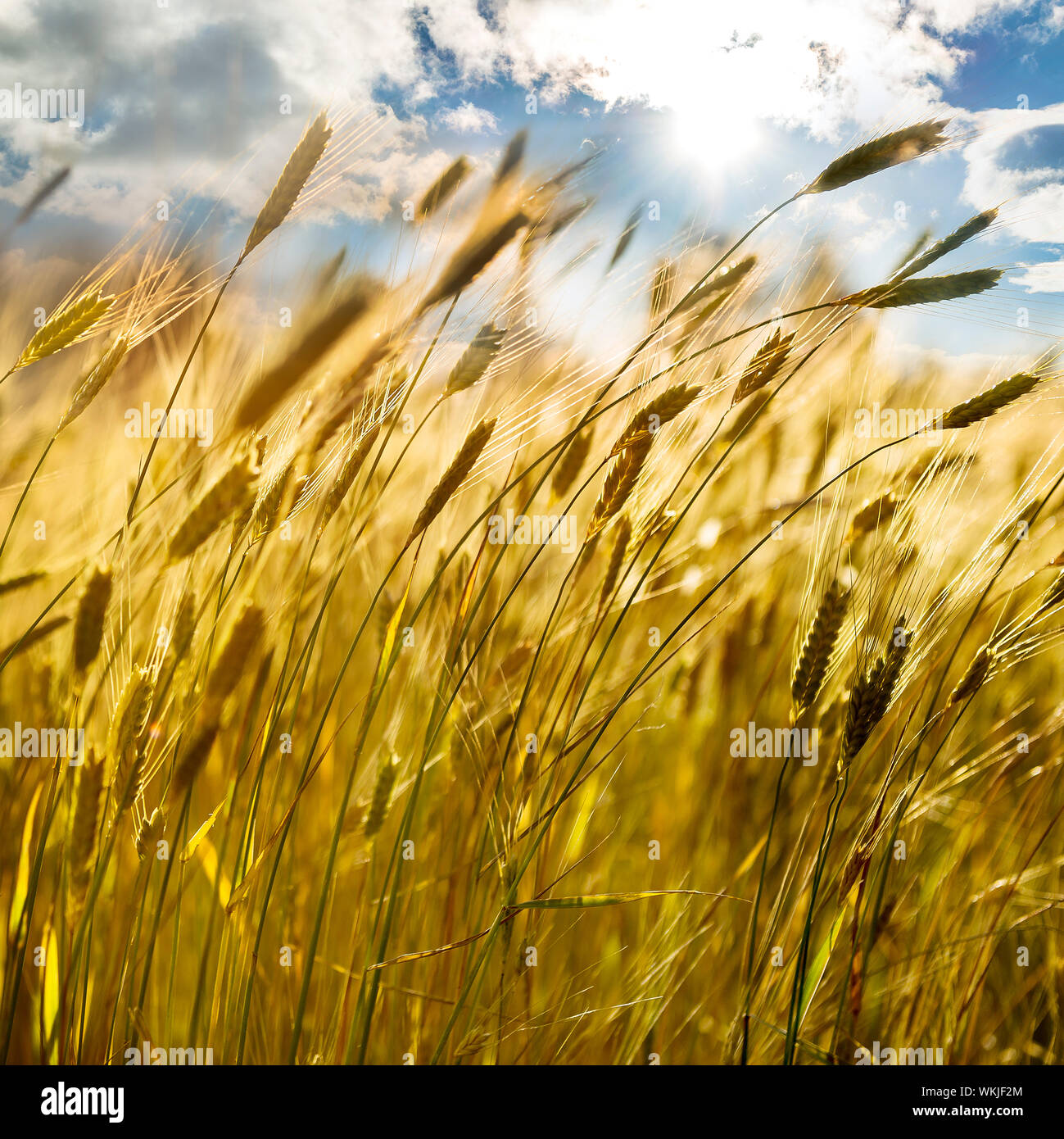 backdrop of ripening ears of yellow wheat field on the sunset cloudy ...