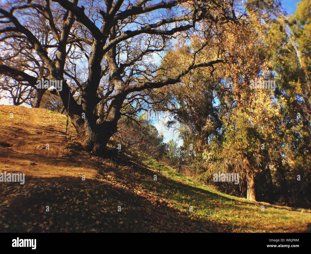 Tree rope swing hi-res stock photography and images - Alamy
