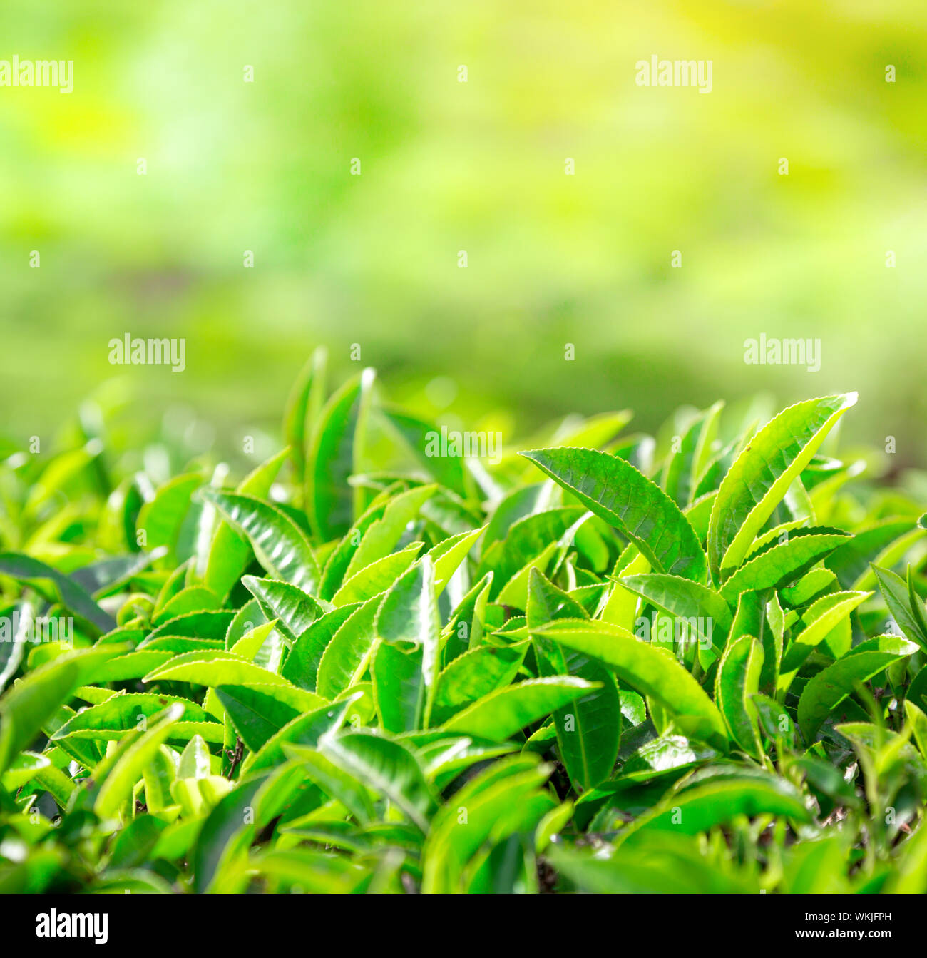 Landscape of the tea plantations in India, Kerala Munnar. Close up of ...