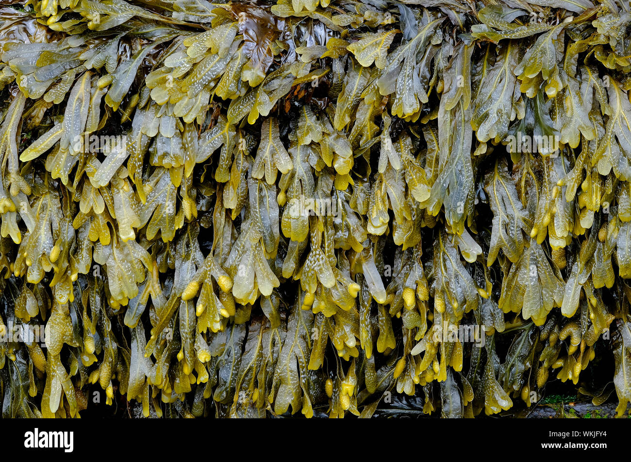 Seaweed colors hi-res stock photography and images - Alamy