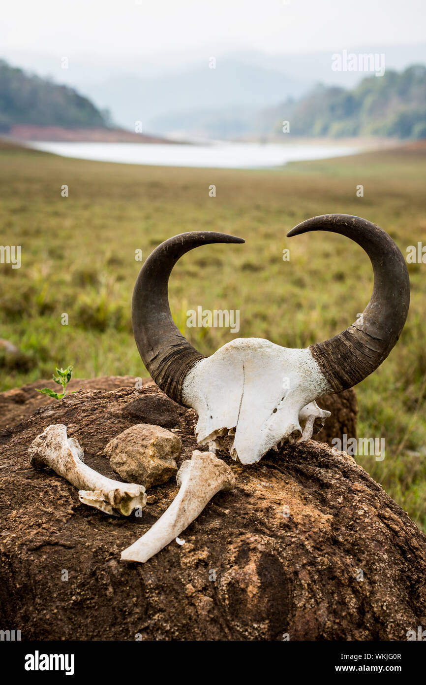 Gaur - Indian bison, skull and bones on a background of the reserve ...