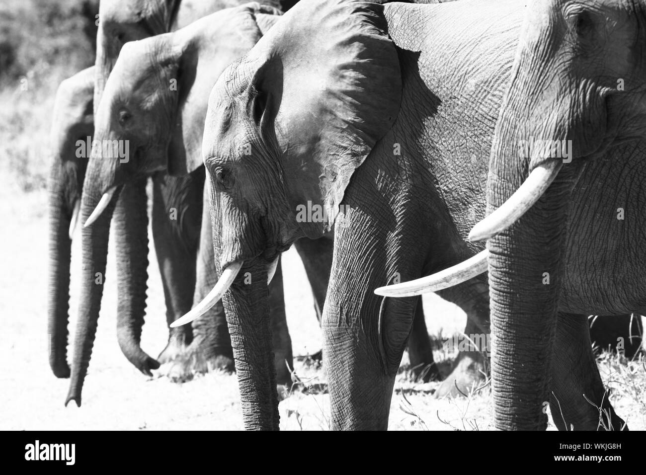 Side view of elephants hi-res stock photography and images - Alamy