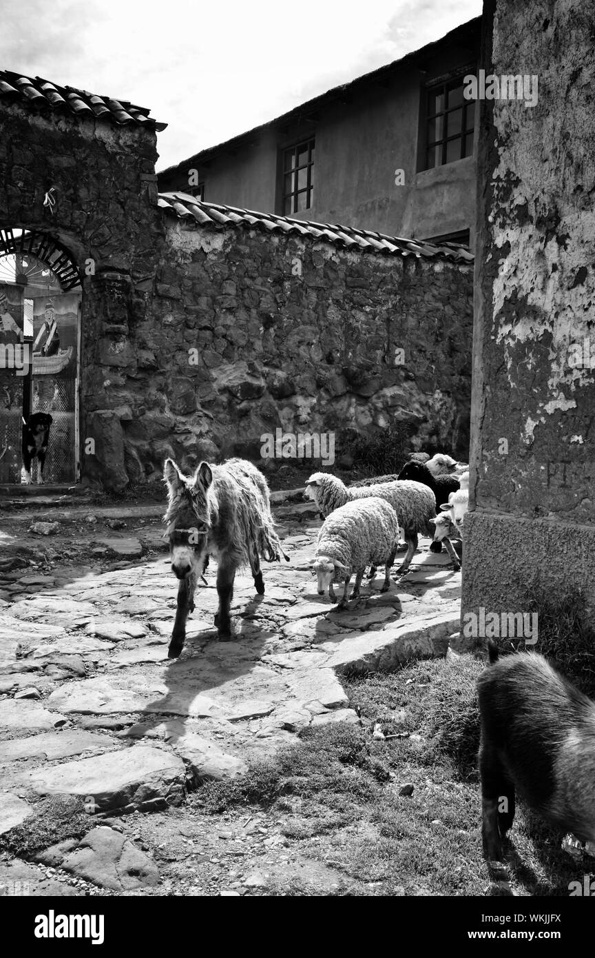 Livestock Sheep Town High Resolution Stock Photography and Images - Alamy