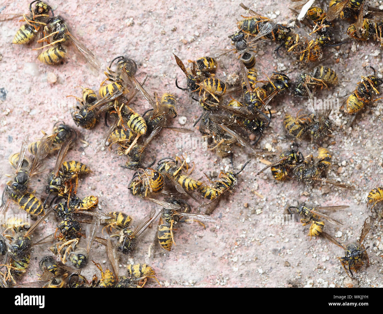 Insects on ground hi-res stock photography and images - Alamy