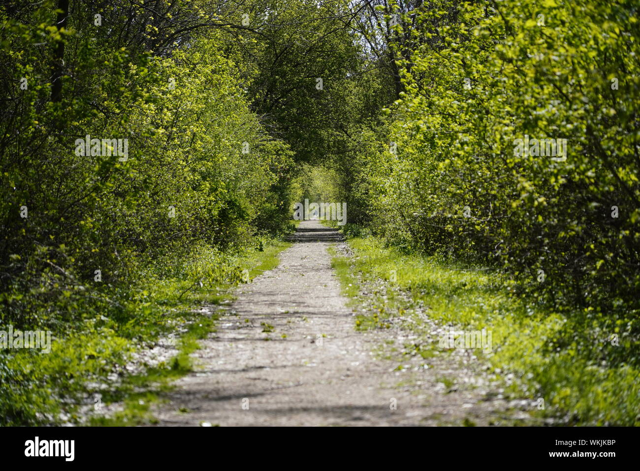 forest, trail, nature, landscape, green, tree, travel, mountain, park ...