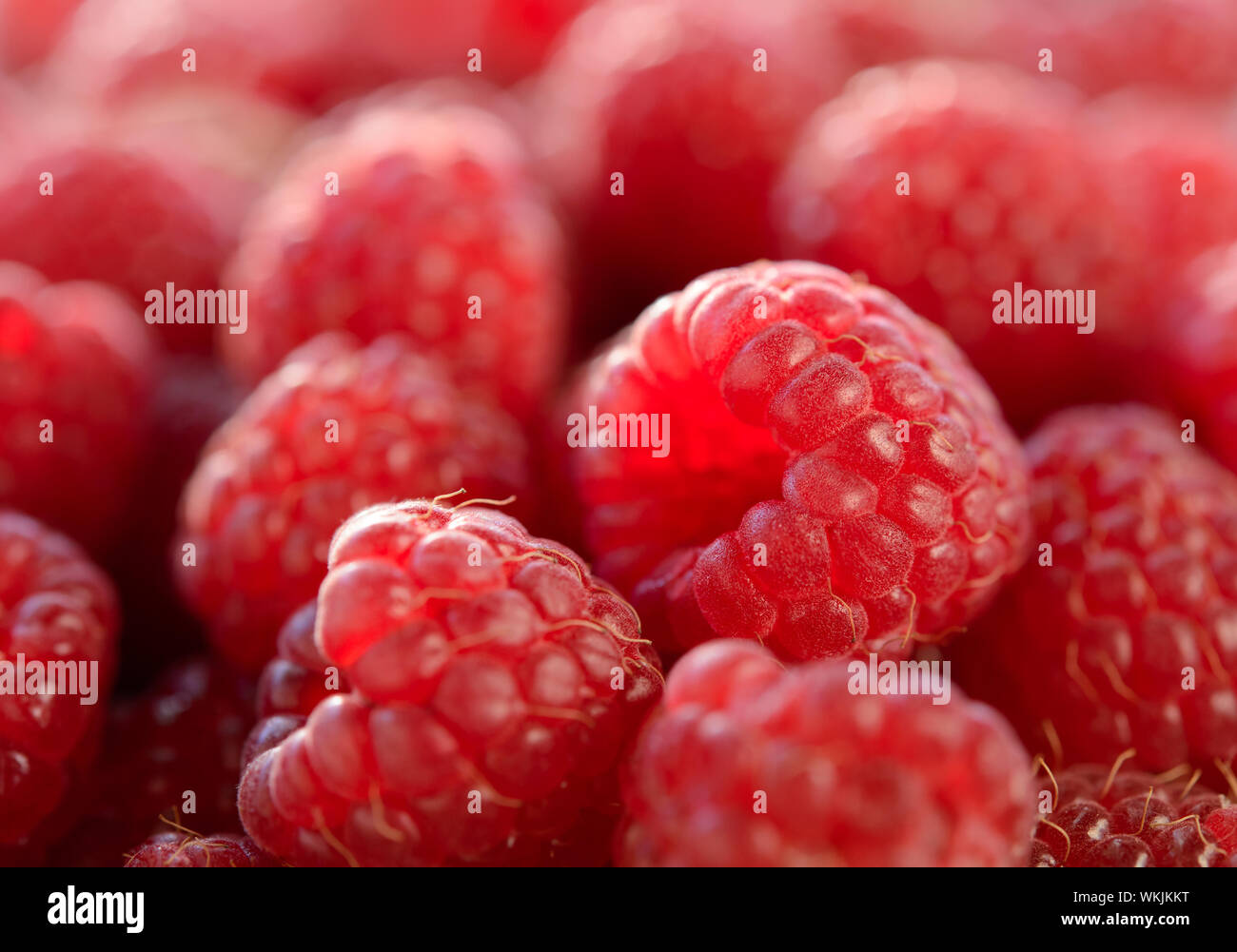 Closeup Image of the Juicy Raspberries. Beautiful Summer Background ...