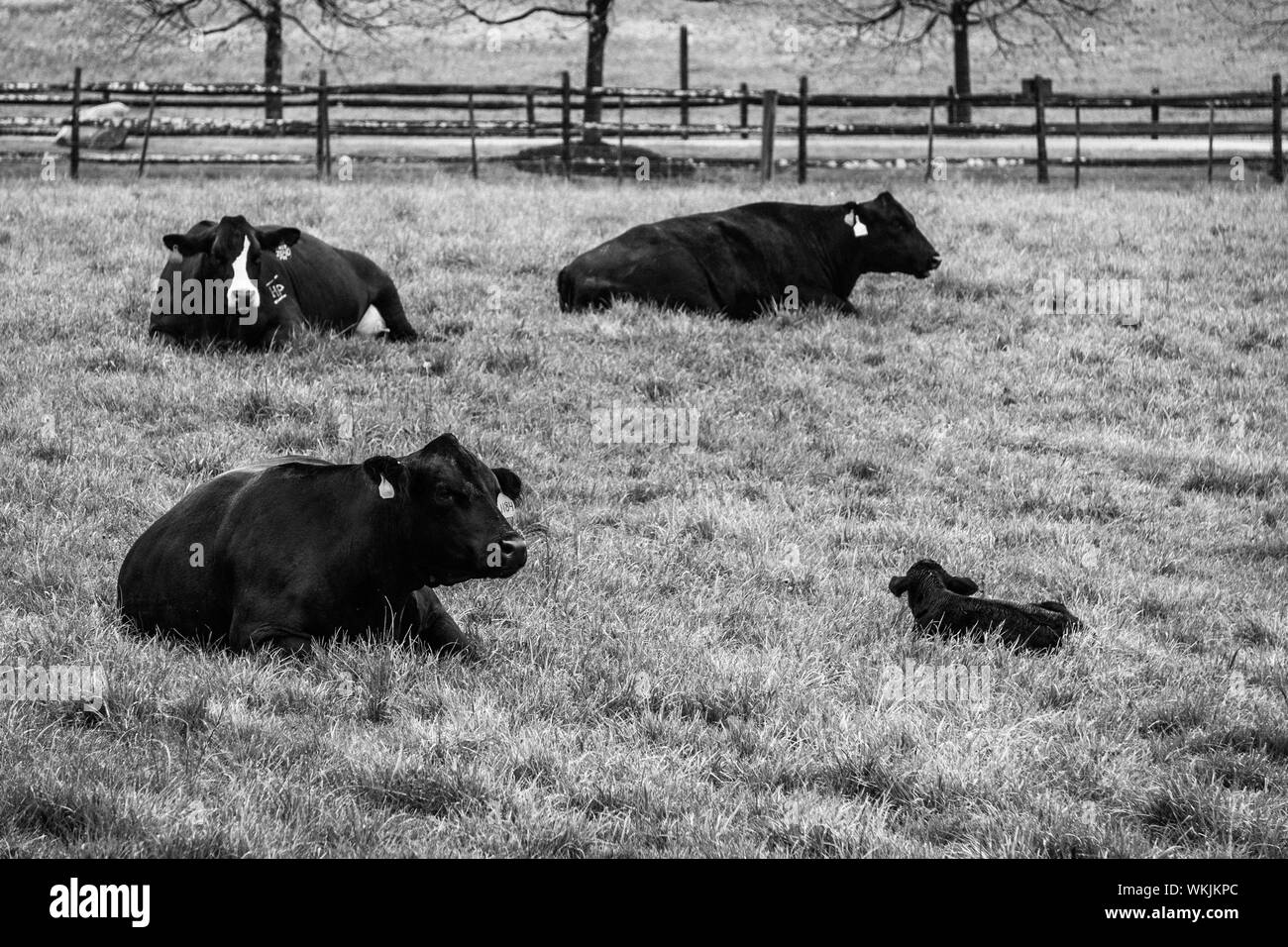 Four Resting Cows High Resolution Stock Photography and Images - Alamy