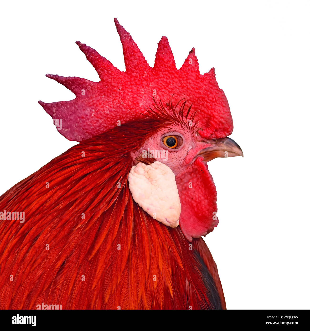 Male chicken rooster, isolated on a white background, head profile ...