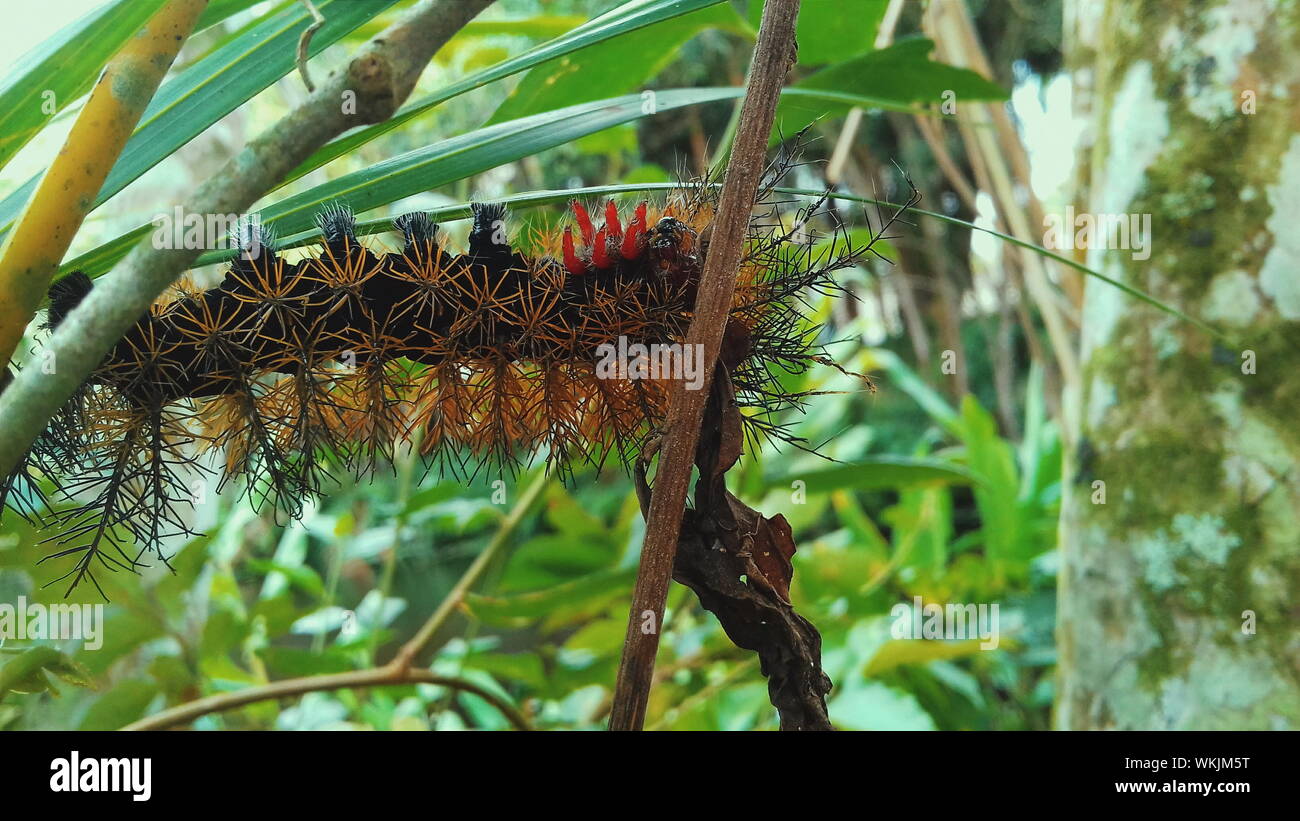 Caterpillar tree hi-res stock photography and images - Alamy