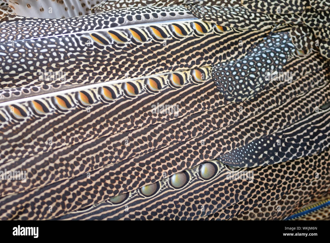 Colorful pattern bird feathers of Great argus feathers background Stock ...