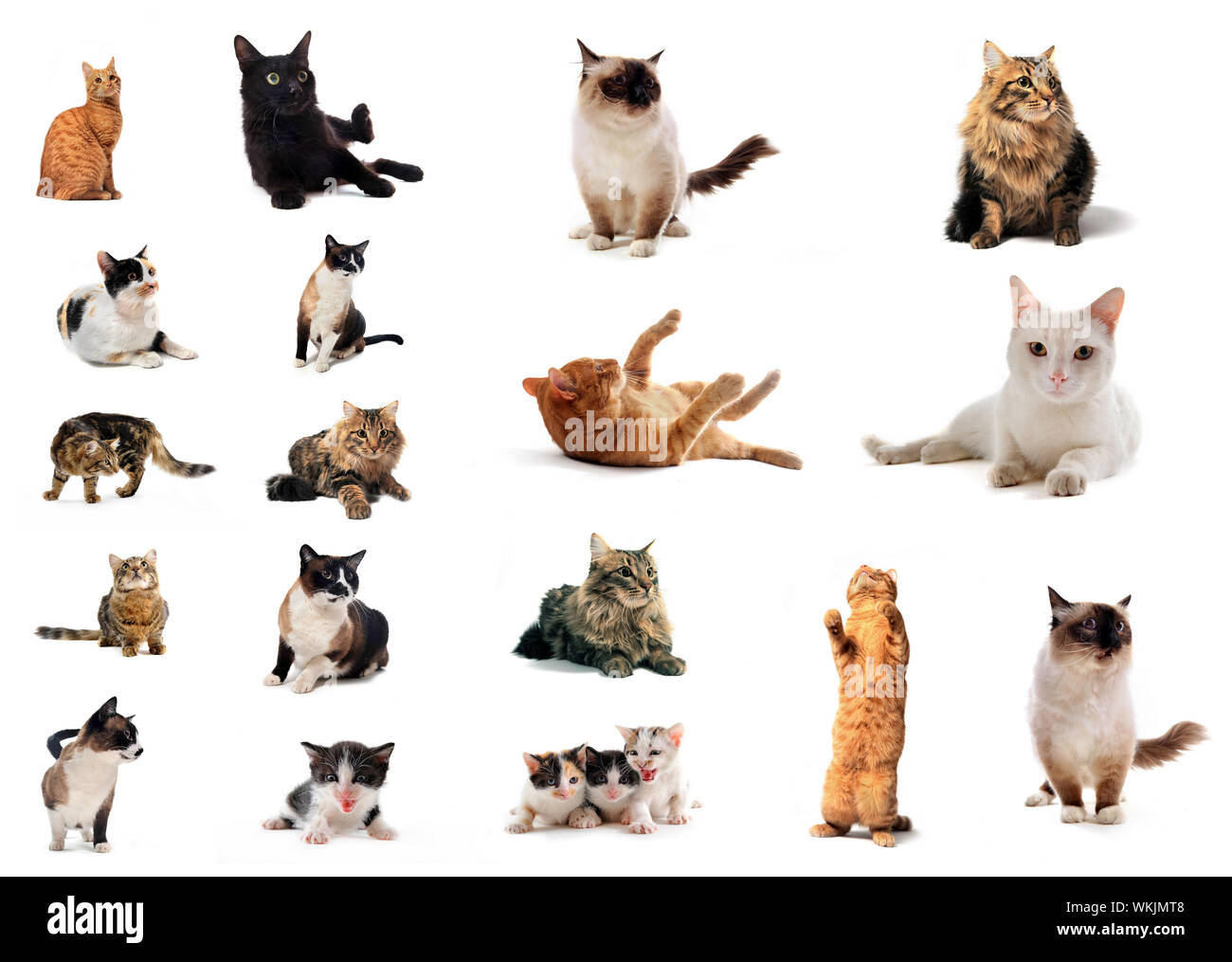 group of cat in front of a white background Stock Photo - Alamy