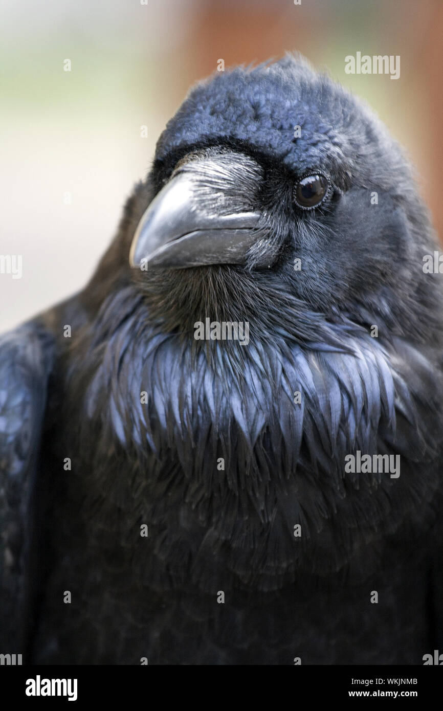 Raven outdoors hi-res stock photography and images - Alamy