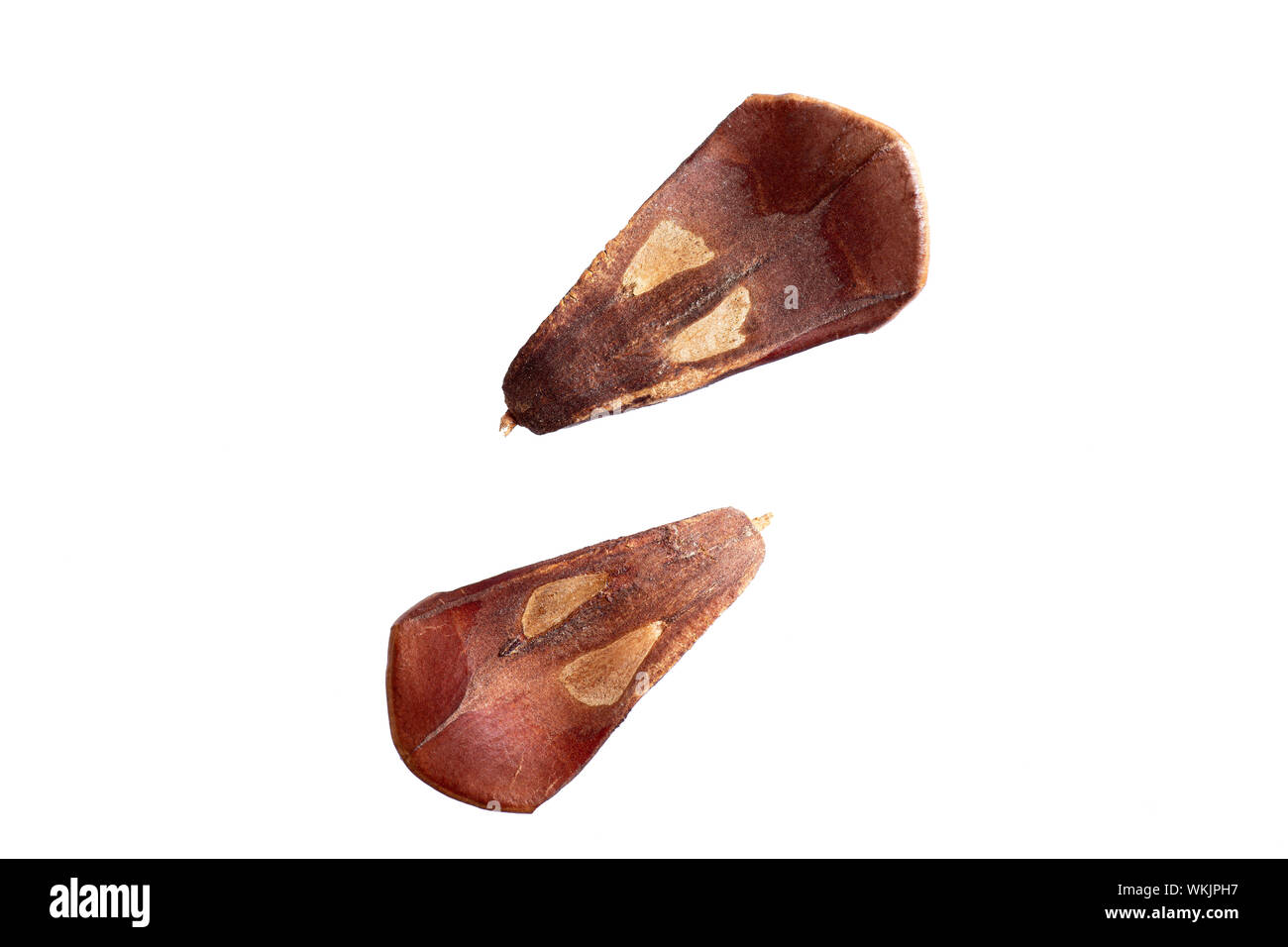 Pine cone scales hi-res stock photography and images - Alamy