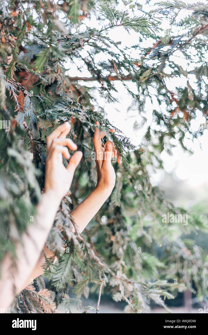 Person touching tree branch hi-res stock photography and images - Alamy