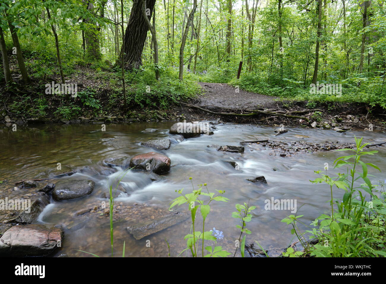 forest, trail, nature, landscape, green, tree, travel, mountain, park ...