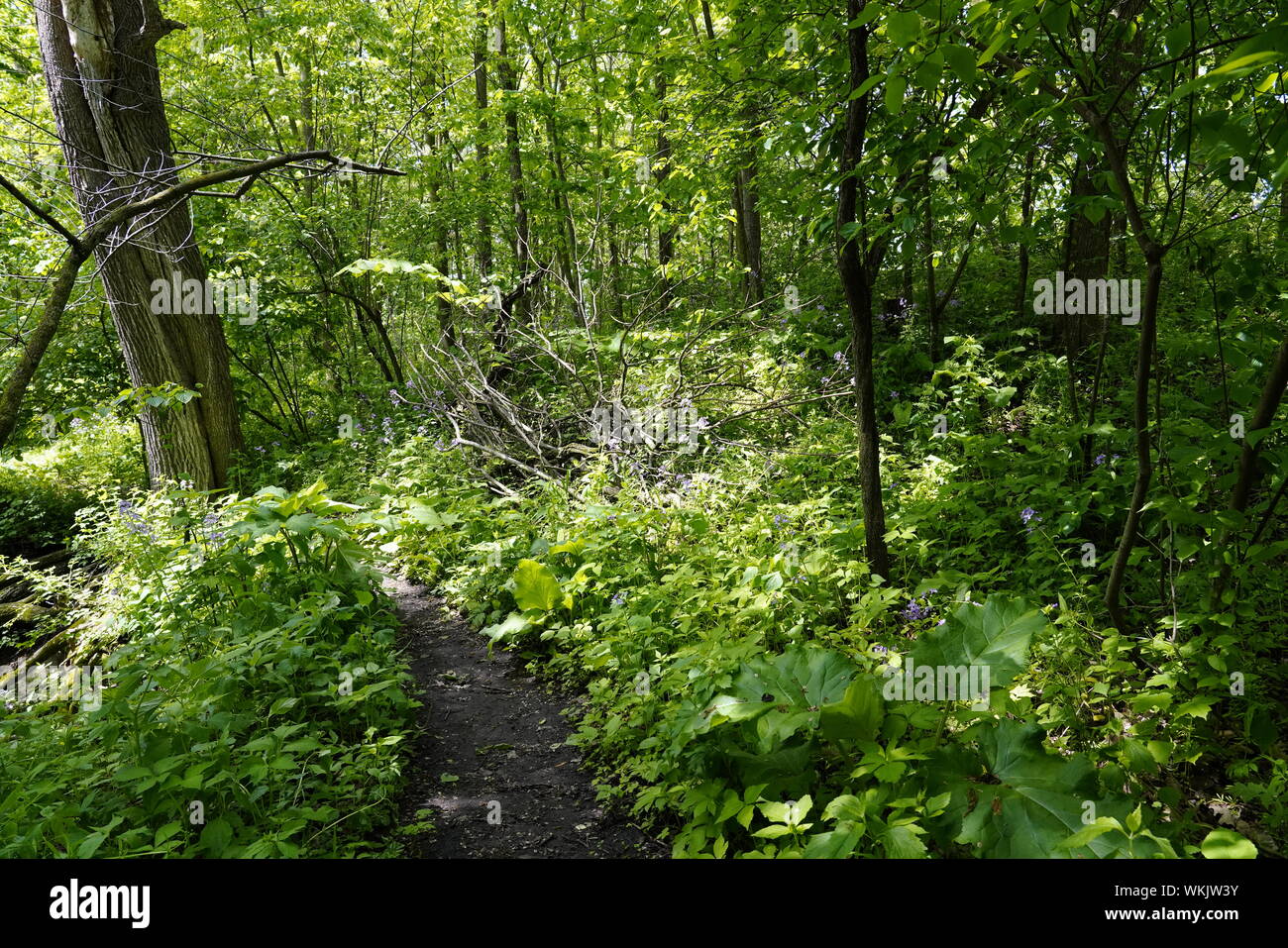 forest, trail, nature, landscape, green, tree, travel, mountain, park ...