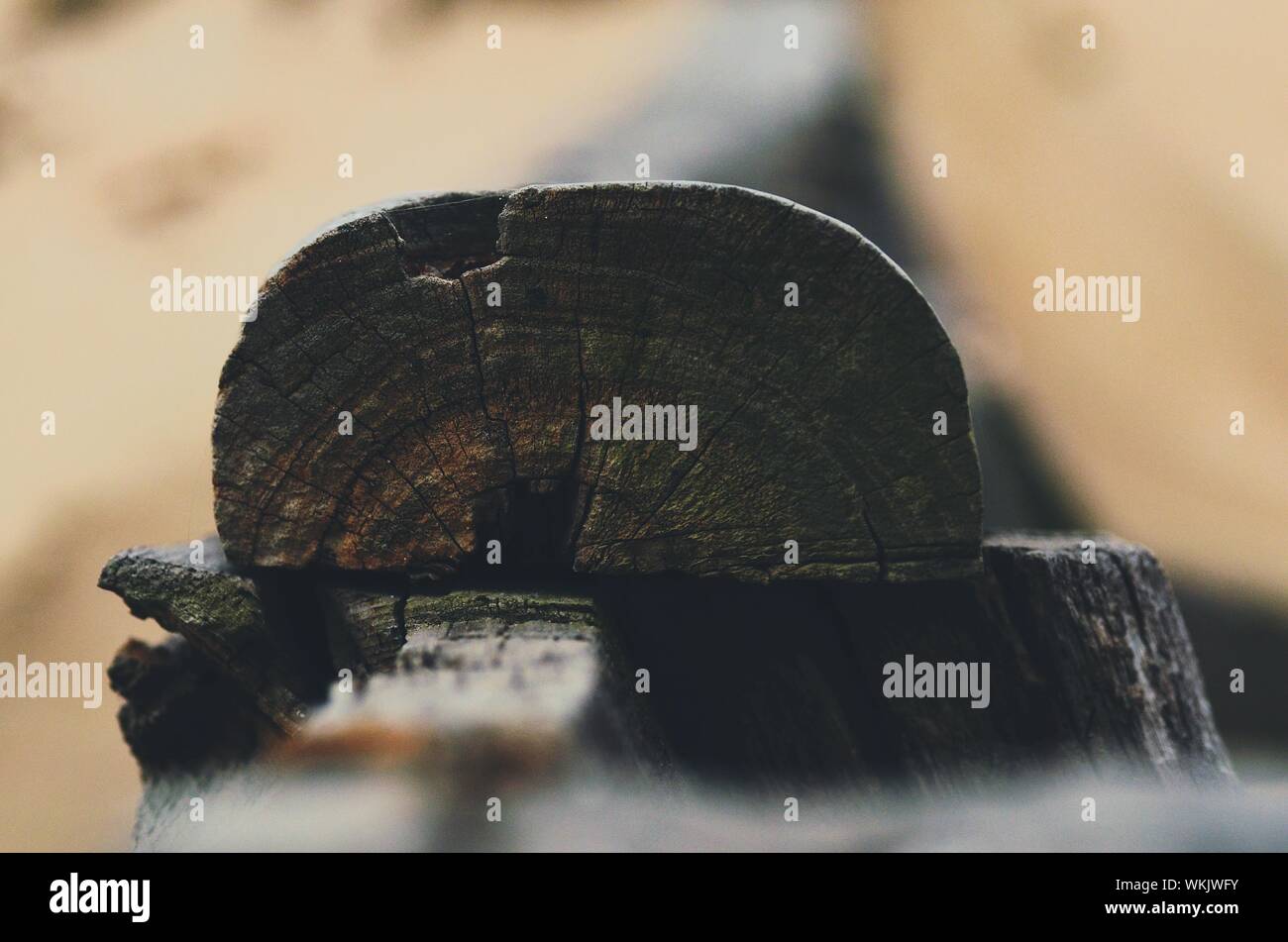 Log bench hi-res stock photography and images - Alamy
