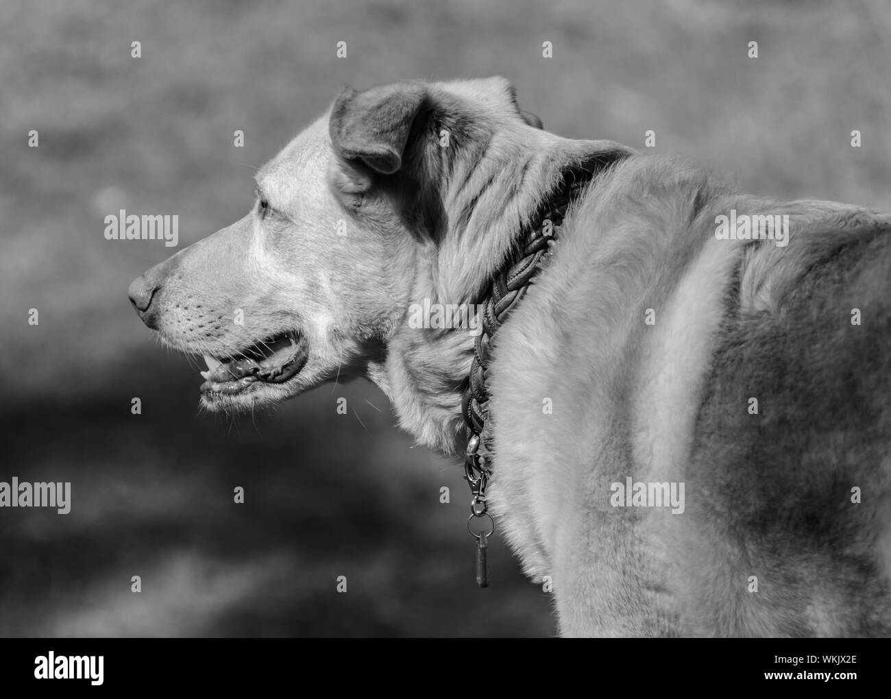 Snarling dog Black and White Stock Photos & Images - Alamy