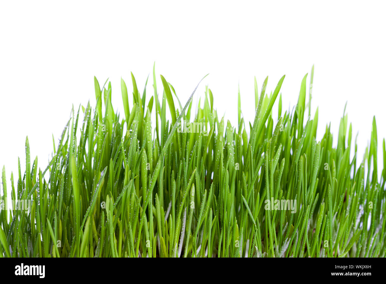 fresh wet grass closeup obackgroundn white Stock Photo - Alamy