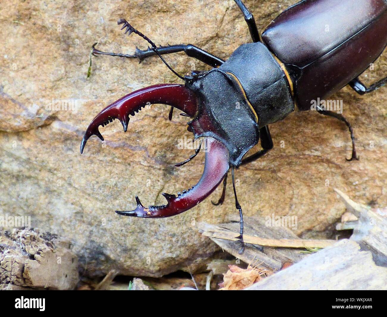 Lucanus Cervus High Resolution Stock Photography and Images - Alamy