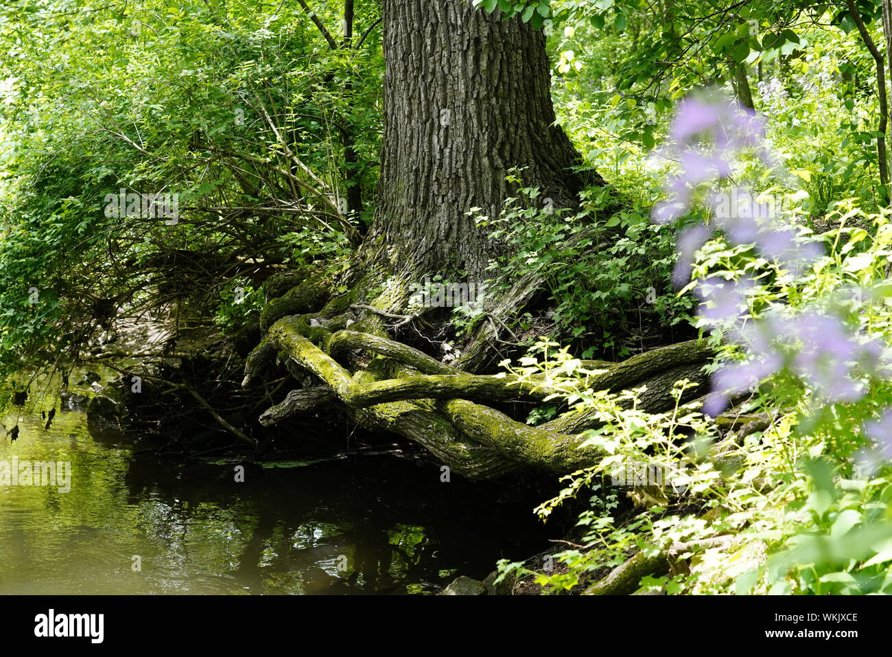 forest, trail, nature, landscape, green, tree, travel, mountain, park ...
