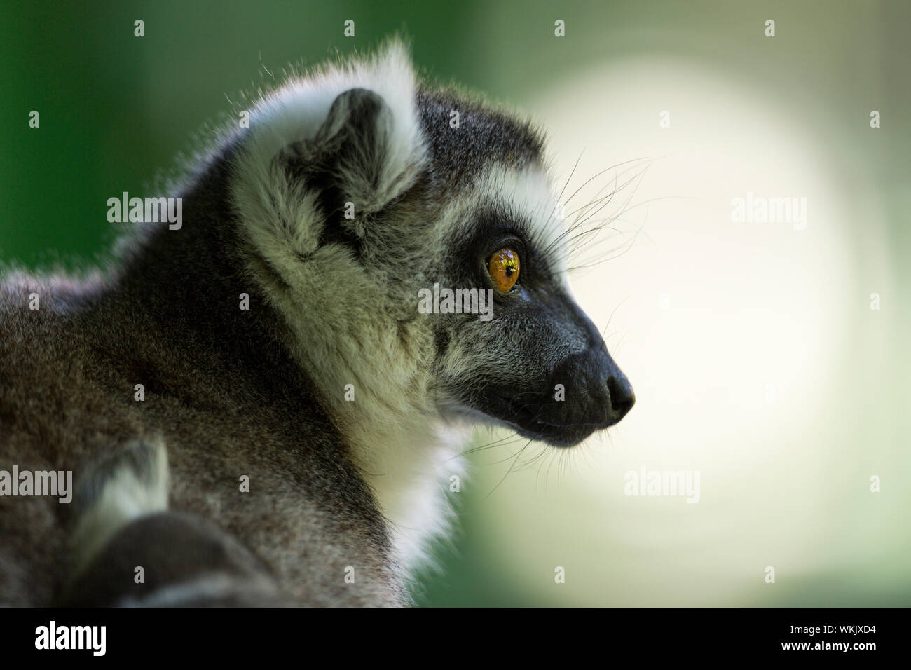 Primate Profile High Resolution Stock Photography and Images - Alamy