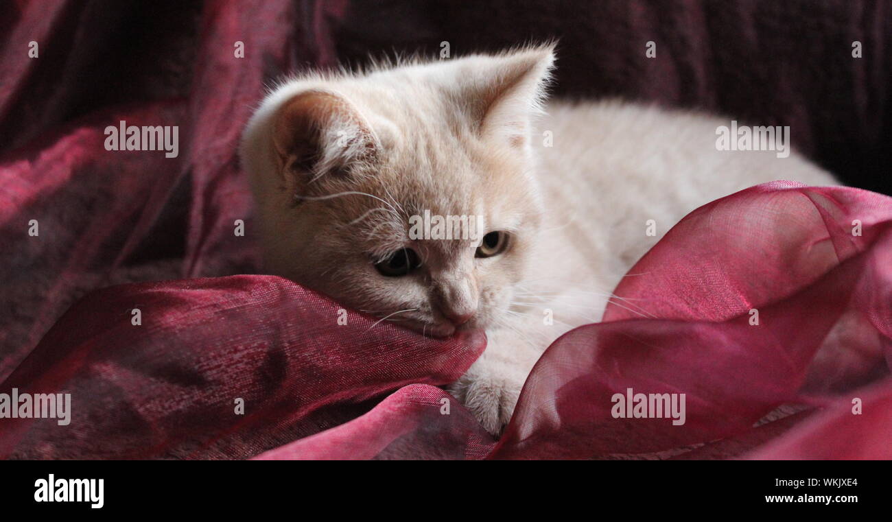 Maroon cat hi-res stock photography and images - Alamy