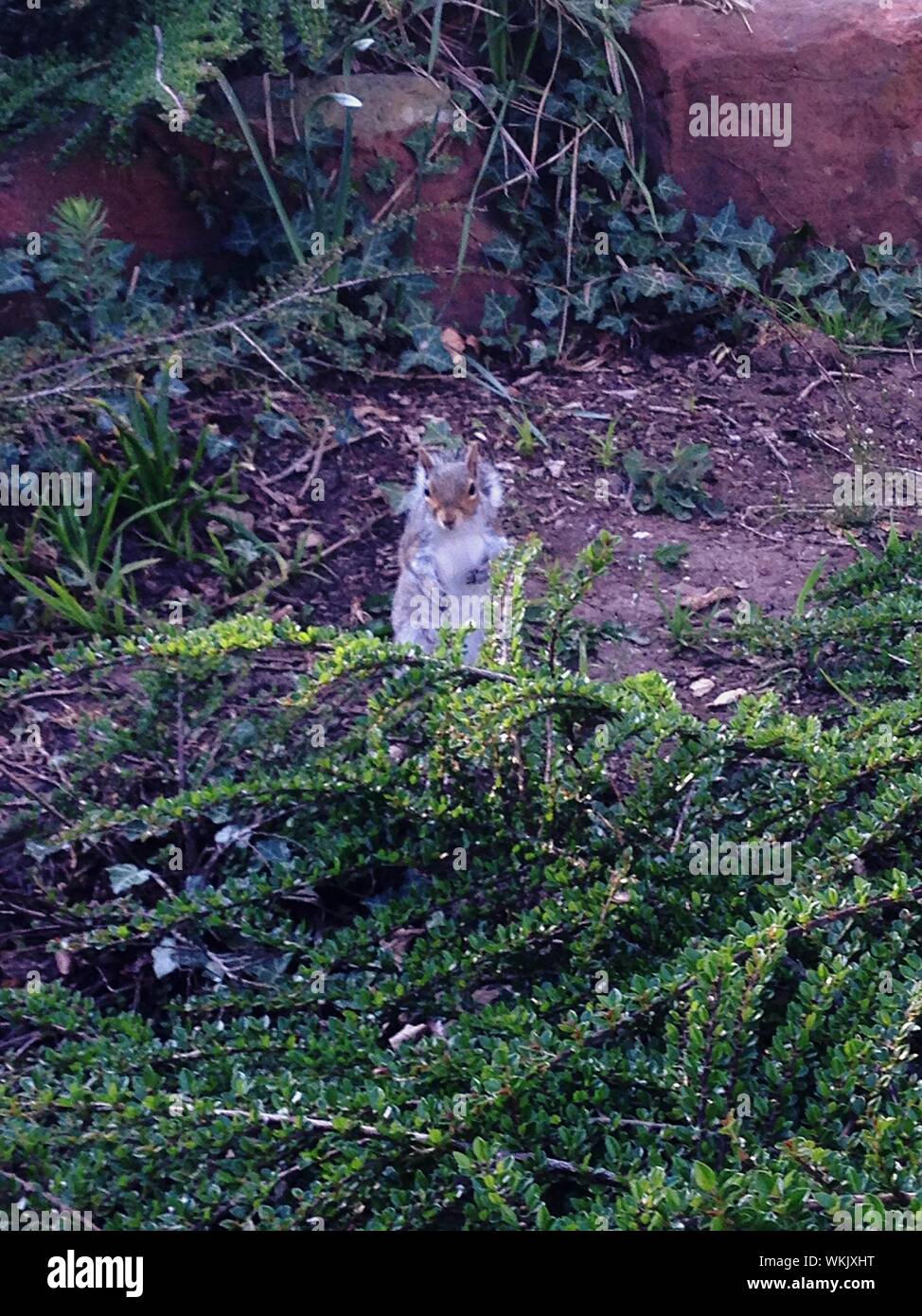 Backyard squirrel hi-res stock photography and images - Alamy