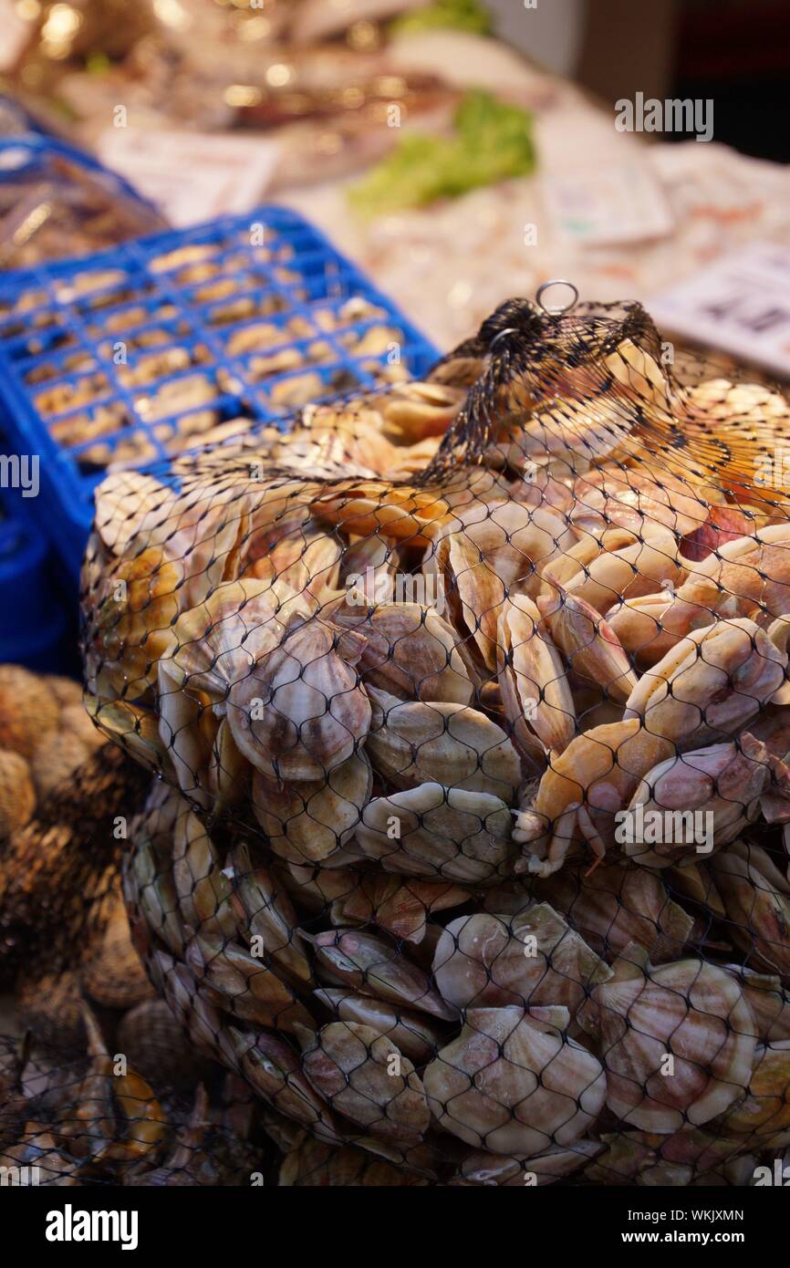 Net of shells hi-res stock photography and images - Alamy