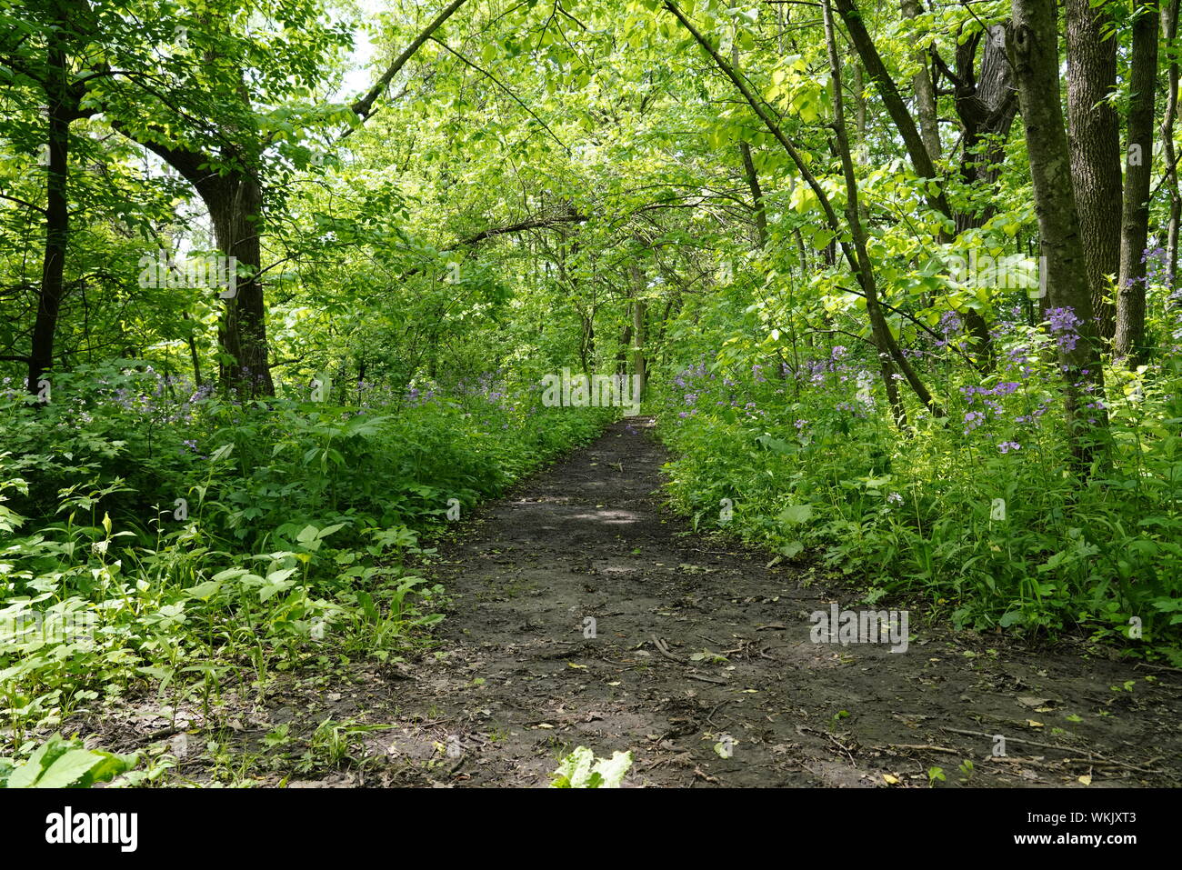 forest, trail, nature, landscape, green, tree, travel, mountain, park ...