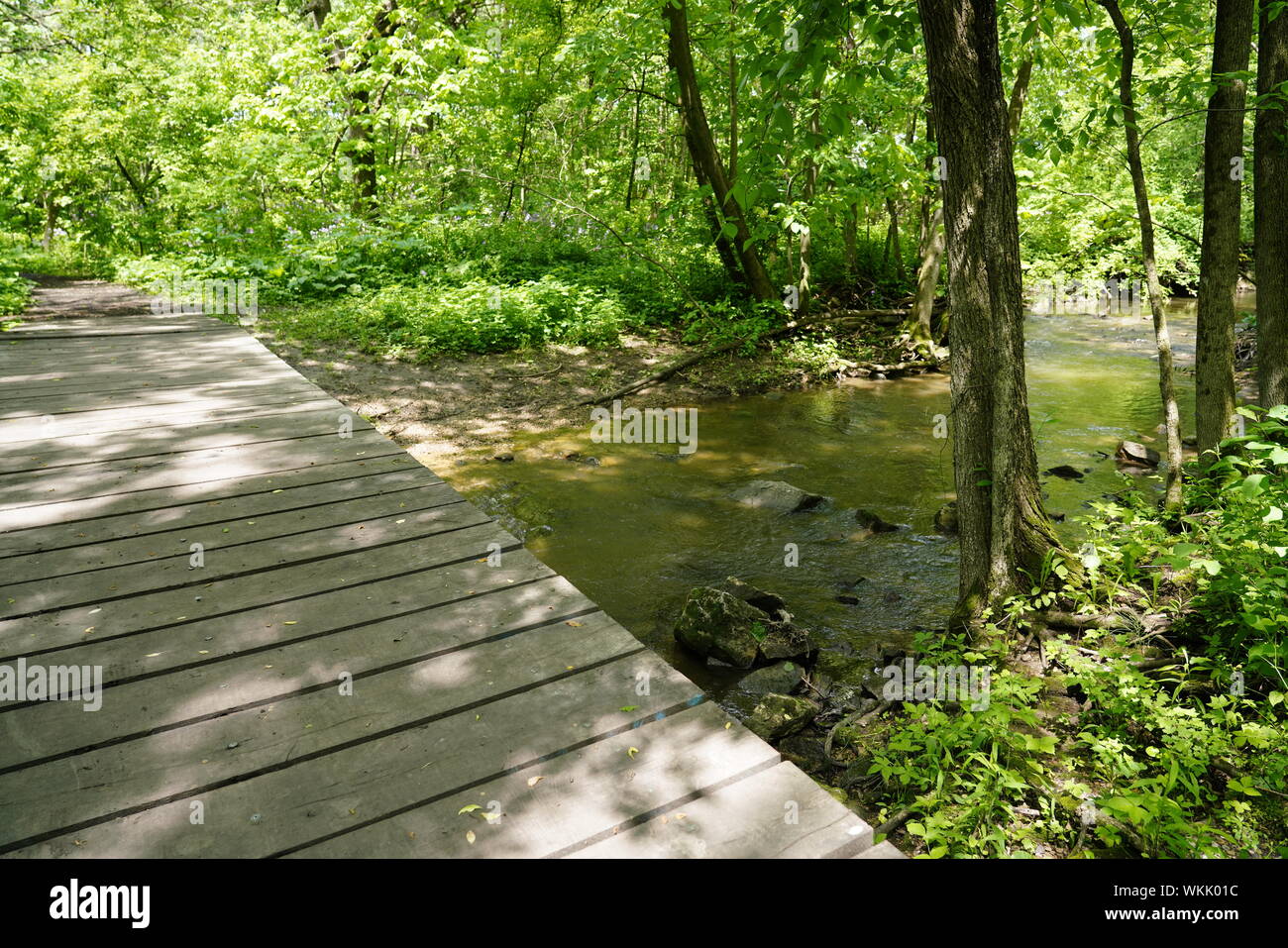 forest, trail, nature, landscape, green, tree, travel, mountain, park ...