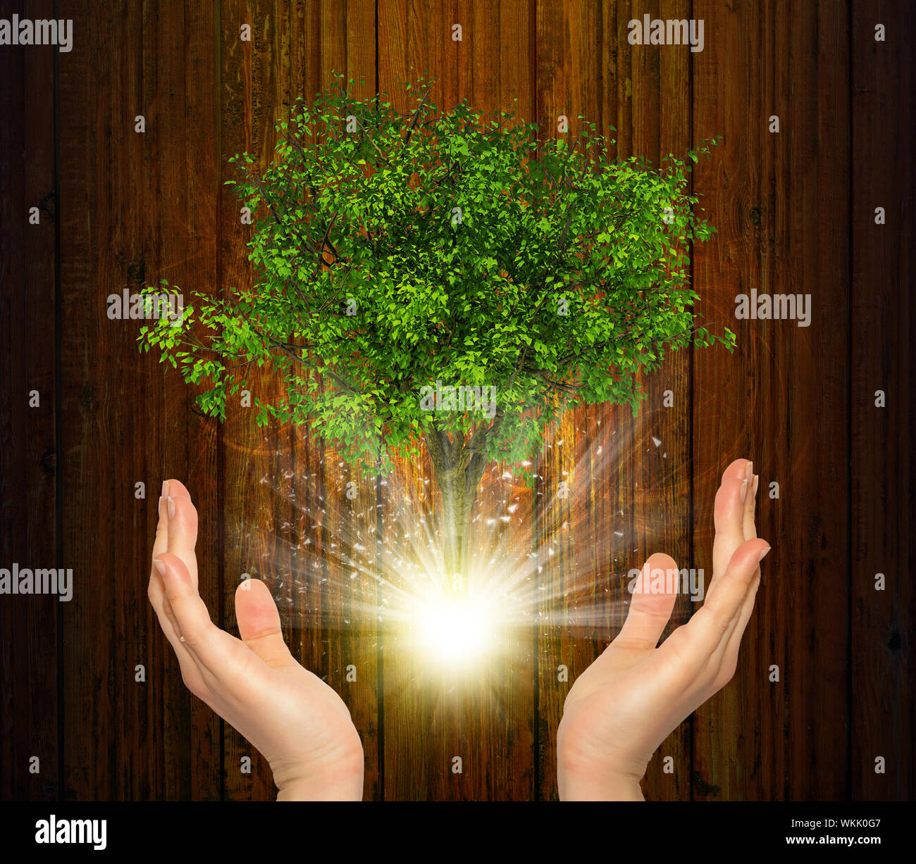 Hands hold magical green tree and rays of light on dark background ...