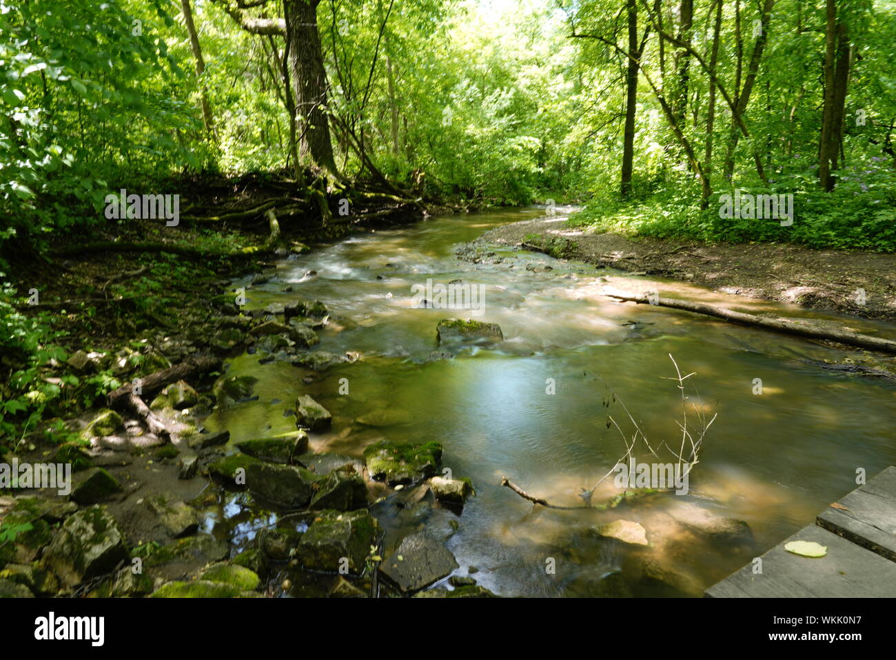 forest, trail, nature, landscape, green, tree, travel, mountain, park ...