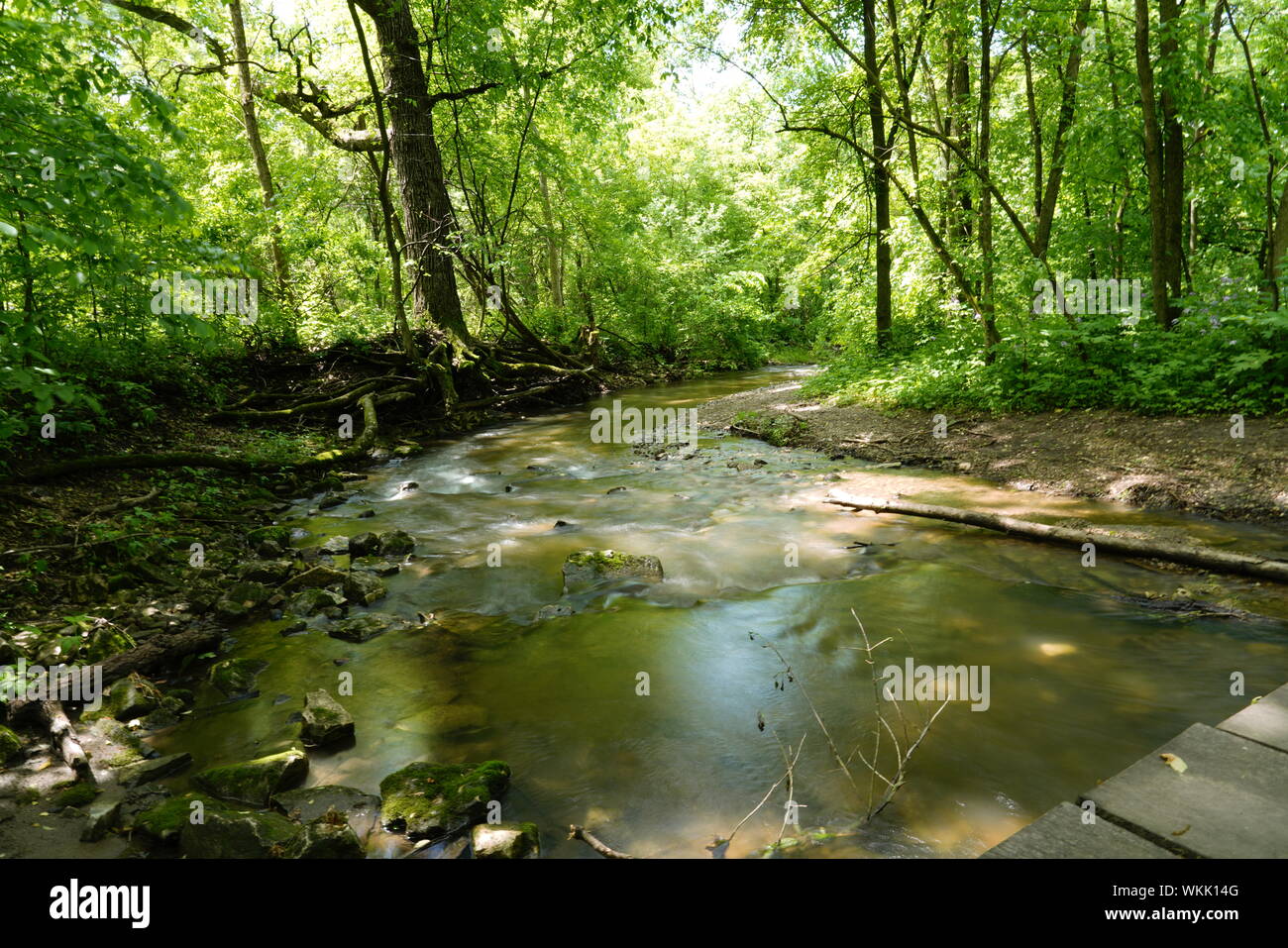 forest, trail, nature, landscape, green, tree, travel, mountain, park ...