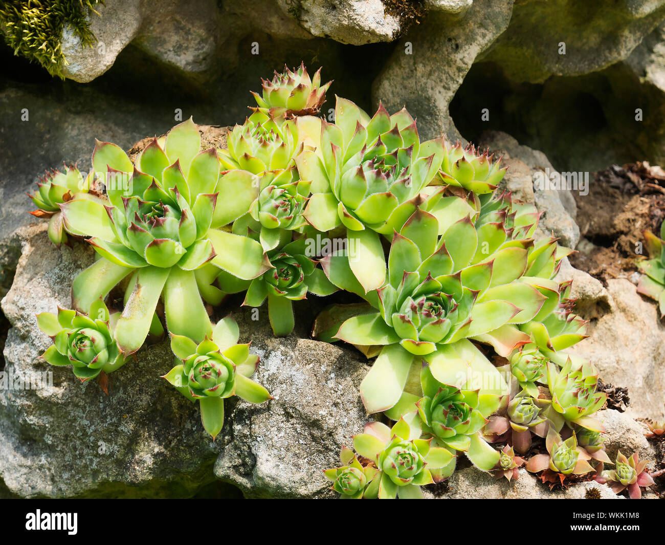 Houseleek on roof hi-res stock photography and images - Alamy