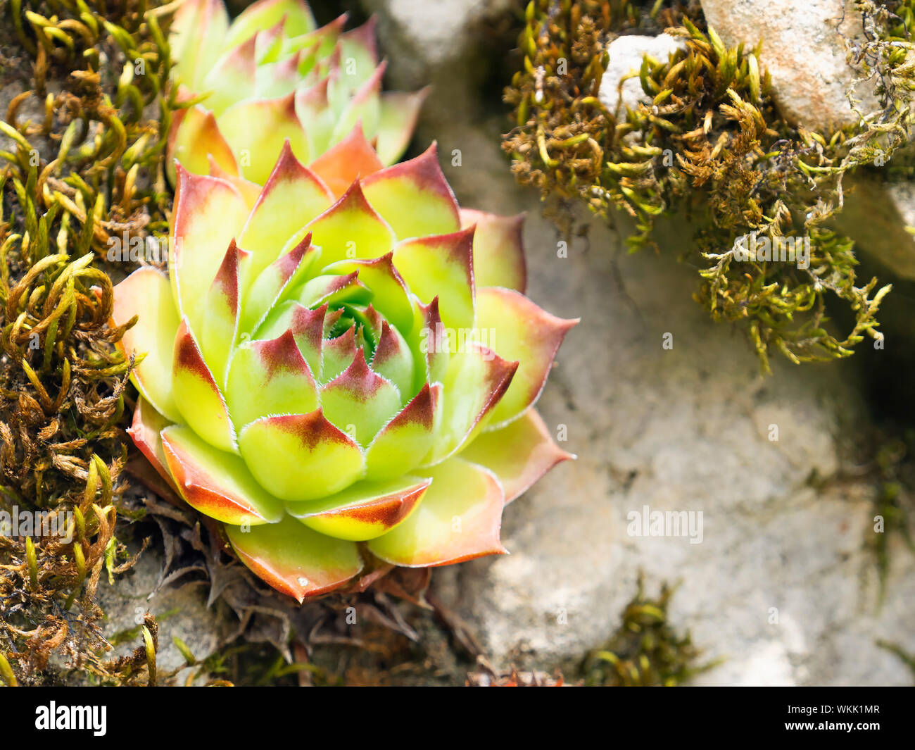 The roof houseleek hi-res stock photography and images - Alamy