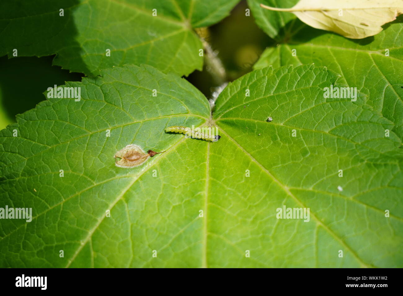 Cabbage White Butterfly Caterpillar Stock Photo - Alamy