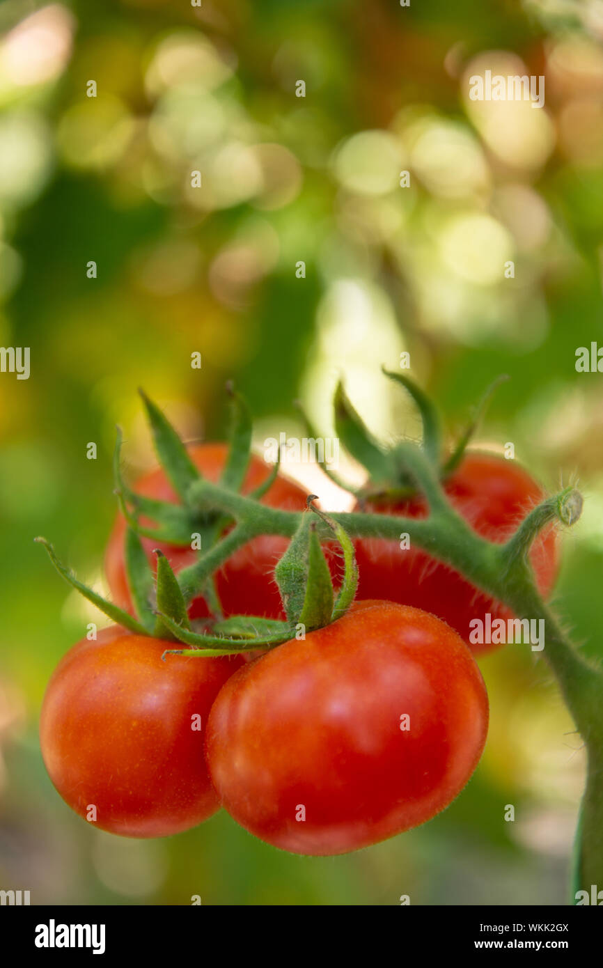Four round red tomatoes are growing on the bush Stock Photo - Alamy