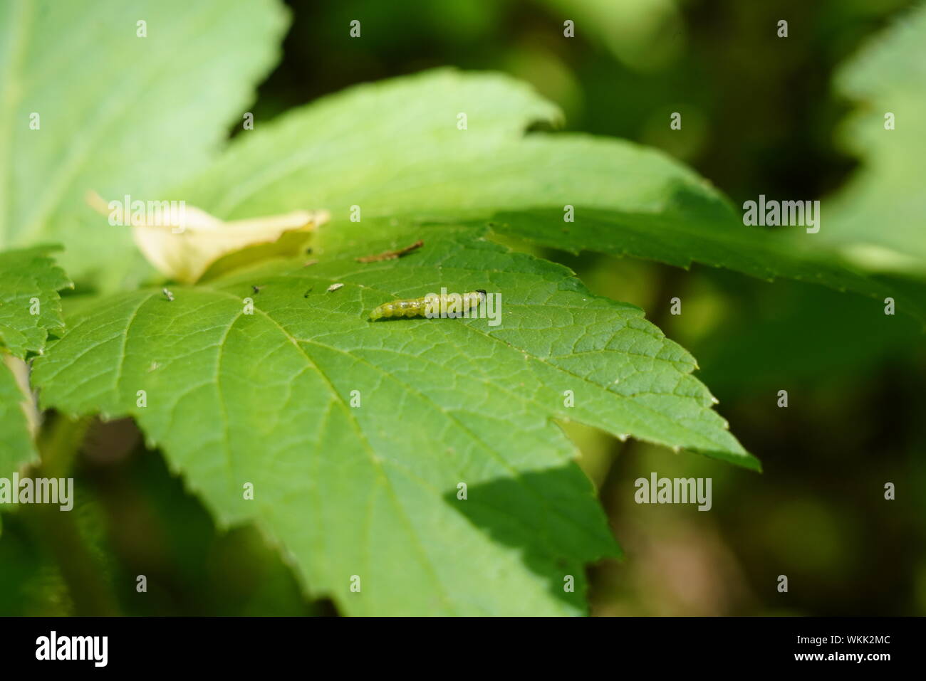 Cabbage White Butterfly Caterpillar Stock Photo - Alamy